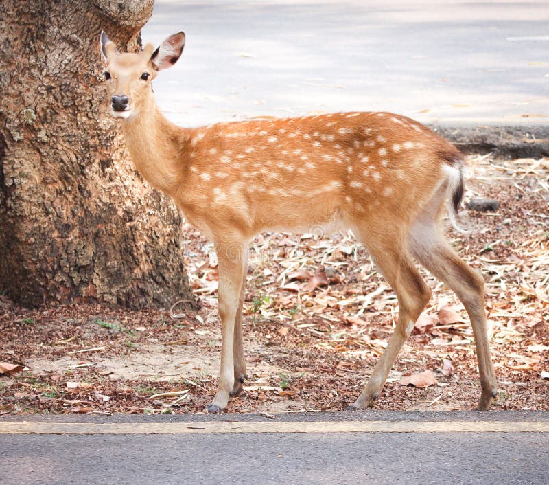 Small Dear Standing on White Background with Clipping Path Stock Image ...