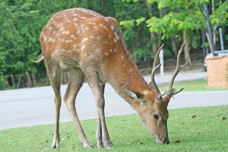Young deer eating grass stock image. Image of animal - 131496561
