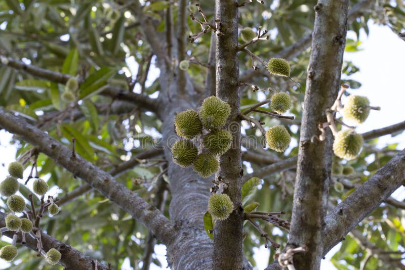 Close Up Young Durian Fruit is Fresh on the Tree, Durian Tree is a ...