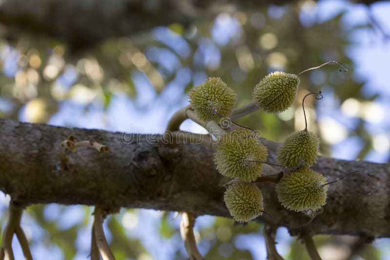 Close Up Young Durian Fruit is Fresh on the Tree, Durian Tree is a ...
