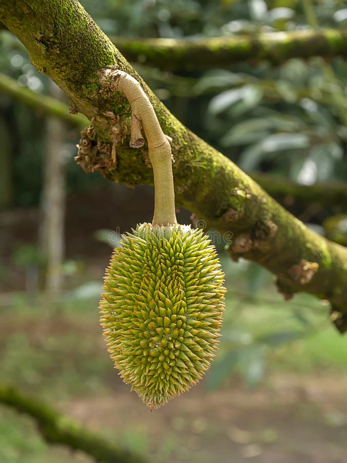 Close Up Young Durian is Growing on Tree Stock Photo - Image of durian ...