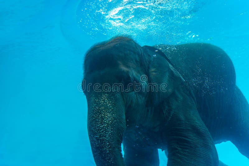 Close Up Young Elephant Diving in Swimming Pool Stock Photo - Image of ...