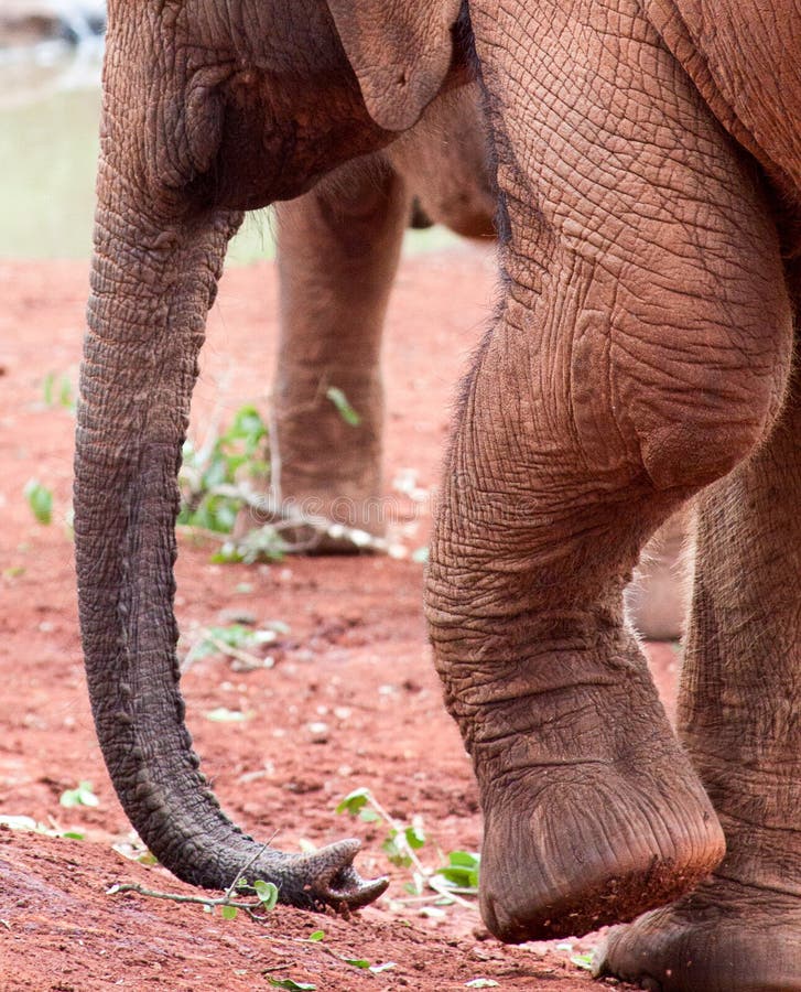 Close-up of Young Elephant`s Legs and Trunk Stock Image - Image of ...