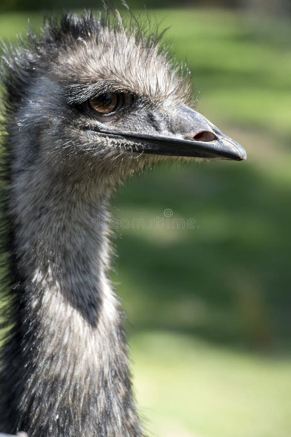 This is a Close Up of a Young Emu Stock Photo - Image of bill, animal ...