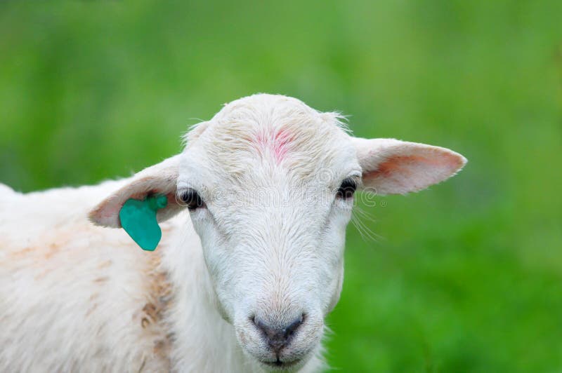 Close up of a young ewe stock photo. Image of meat, face - 121591246