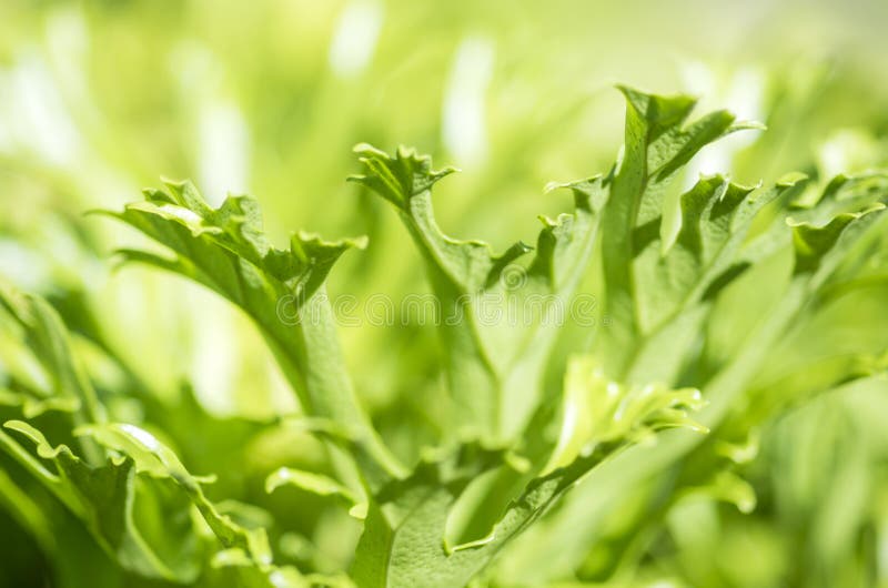 Baby fern leaf stock photo. Image of head, green, macro - 35248054