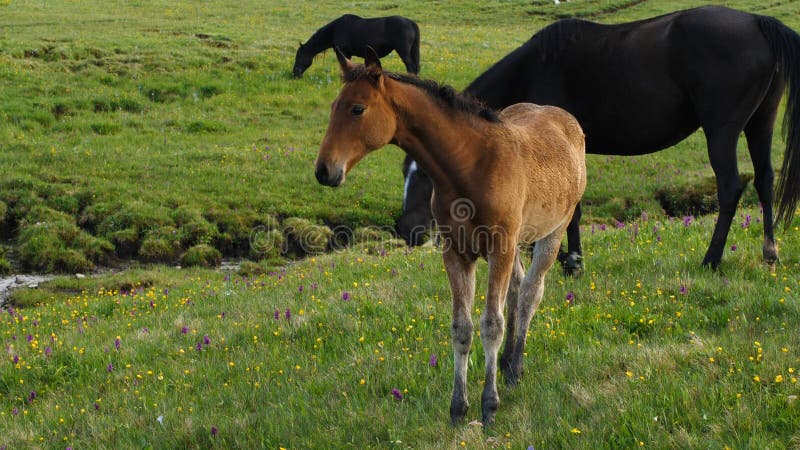 Close-up of a Young Foal in the Mountains in the Pasture Looking at the ...
