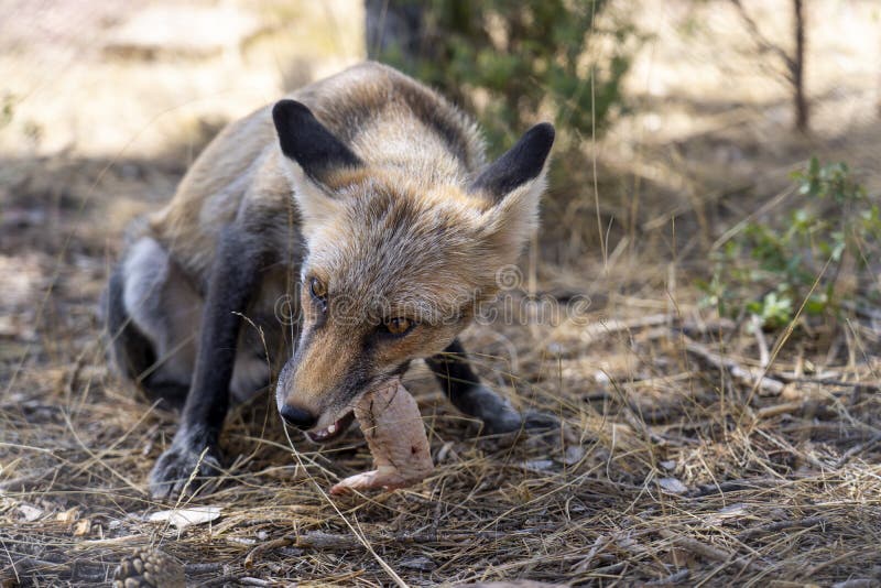 327 Chicken Fox Stock Photos - Free & Royalty-Free Stock Photos from ...