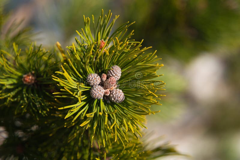 The Close-up of a Young and Fresh Pine Stock Image - Image of flora ...