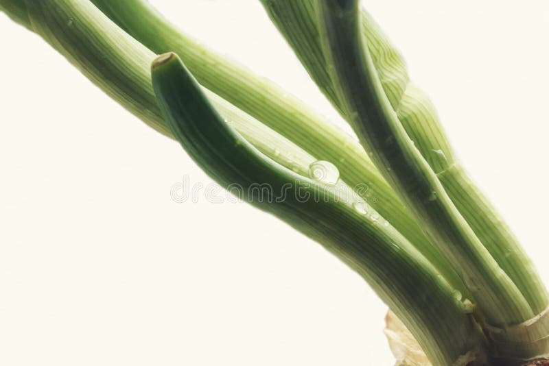 Close-up of Young Freshly Grown Onion Shoots with a Drop of Moisture on ...