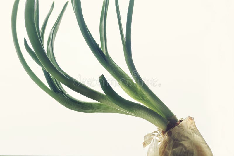 Close-up of Young Freshly Grown Onion Shoots with a Drop of Moisture on ...
