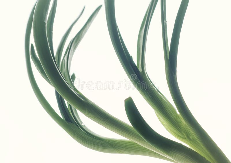 Close-up of Young Freshly Grown Onion Shoots with a Drop of Moisture on ...