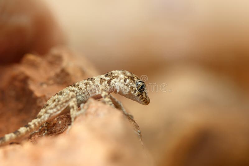 Close-up Young Gecko Sits on the Stone and Looks Down. Stock Photo ...