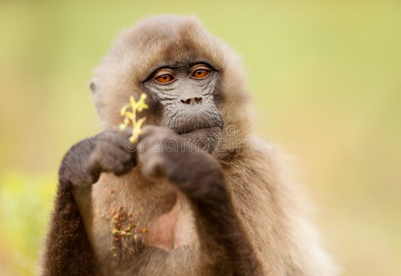 Close Up of a Young Gelada Monkey Eating Grass Stock Photo - Image of ...