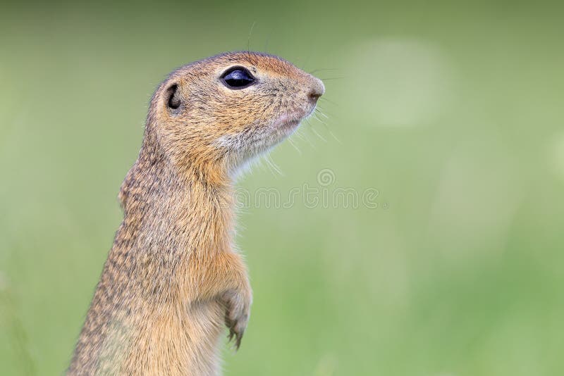 A Gopher Standing on Two Legs and Being Very Alert on Surroundings ...