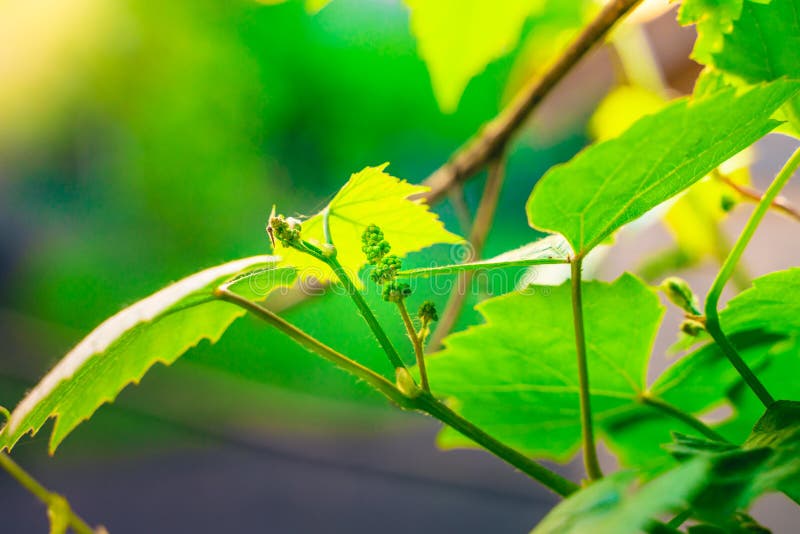 Close-up of a Young Grape Bud. Green Grapes Stock Image - Image of ...