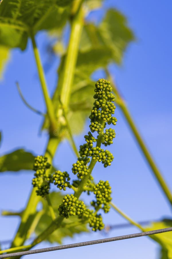 Close Up of Young Grapevine Stock Photo - Image of vitis, rural: 259526528