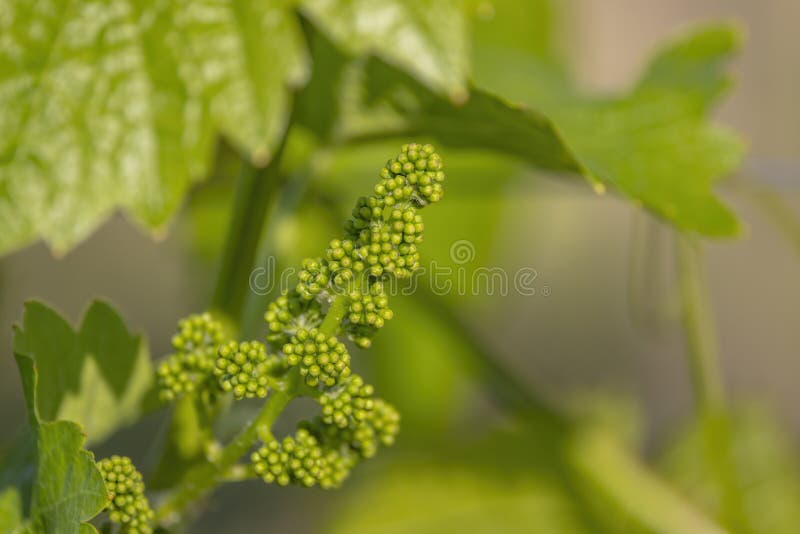 Close Up of Young Grapevine Stock Image - Image of leaf, vineyard ...