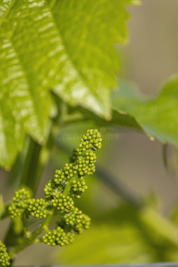 Close Up of Young Grapevine Stock Photo - Image of fresh, fruit: 267741088