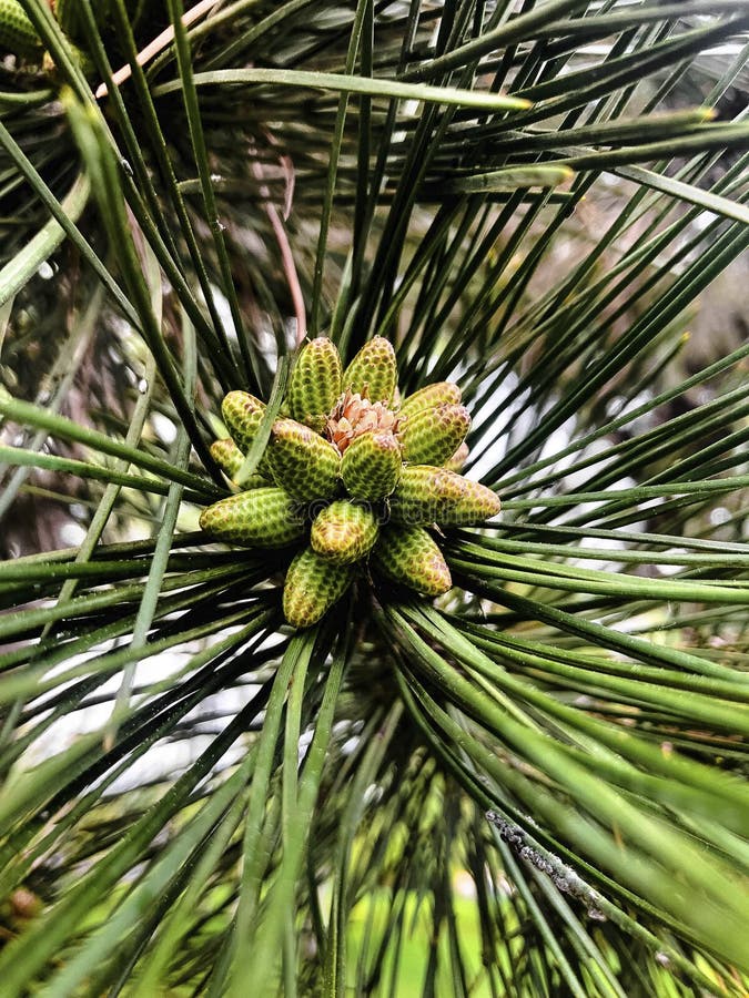 Close-up of Young Green Pine Cone on Branches of Pine Growing in Forest ...