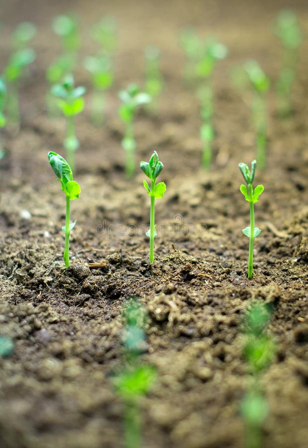 Close-up of Young Green Sprouts. Stock Image - Image of grow ...
