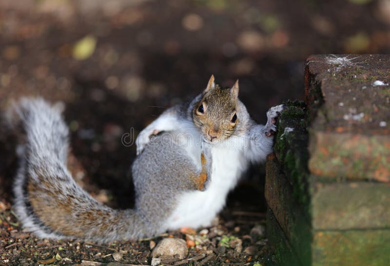 Close Up of a Young Grey Squirrel Stock Photo - Image of squirrel, wild ...