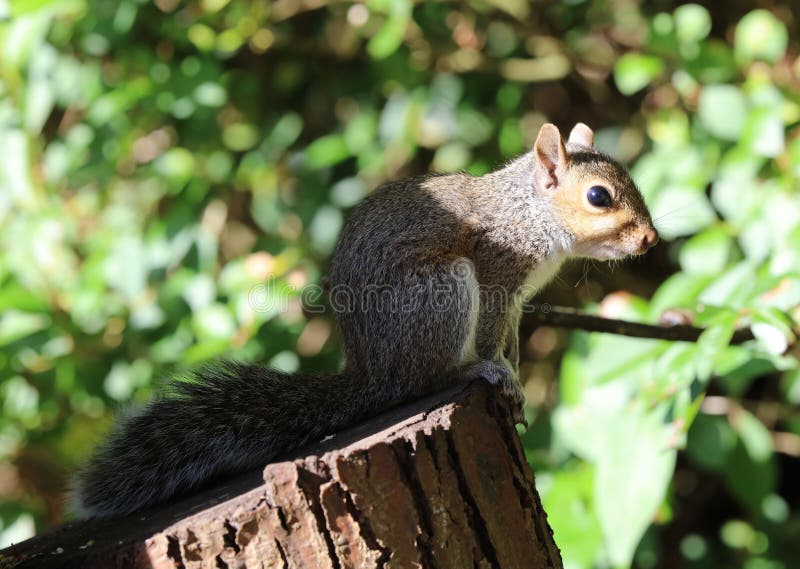 Close Up of a Young Grey Squirrel Stock Photo - Image of squirrel, baby ...