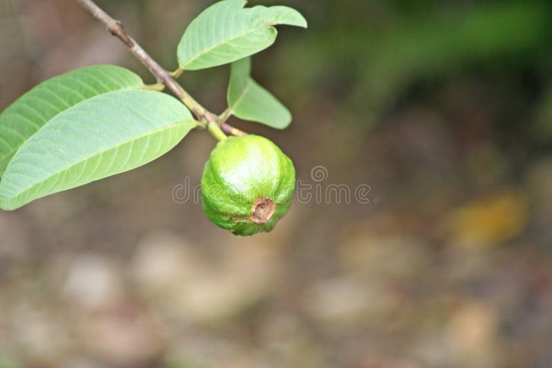 Young guava fruit stock image. Image of diet, health - 134475485