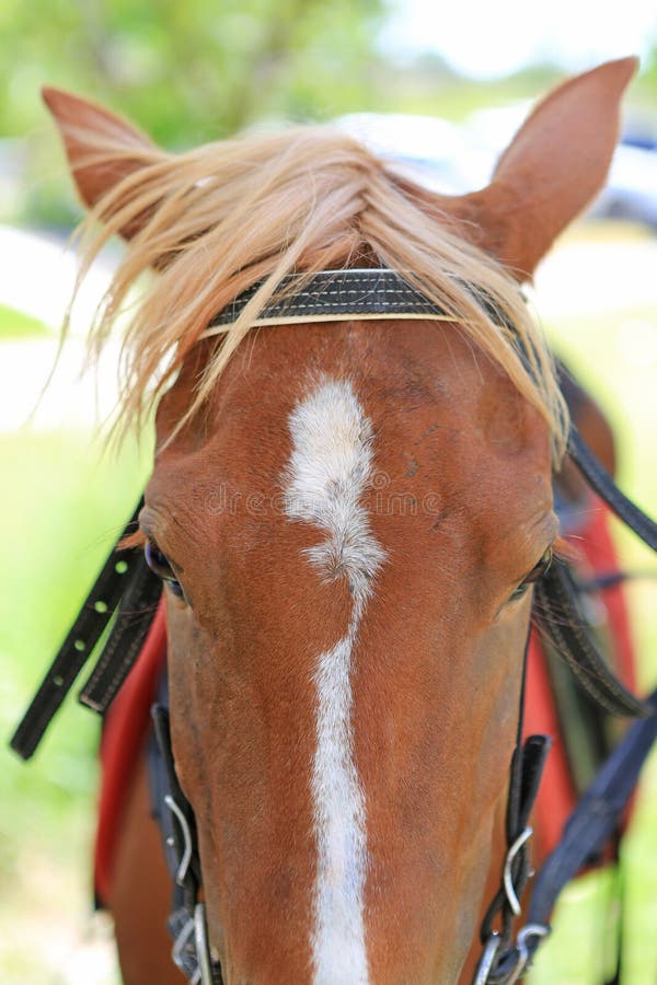 Close Up of a Young Horse`s Face Stock Photo - Image of farm, face ...