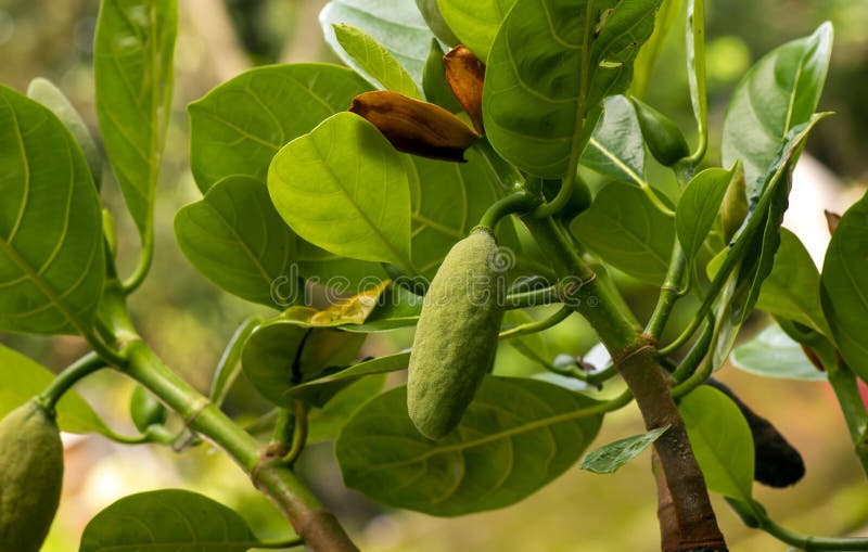 Close Up of Young Jack Fruit and Its Flower on the Tree Stock Photo ...