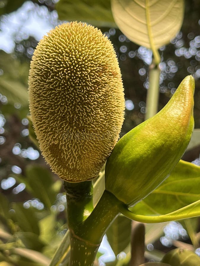 Close Up of Young Jack Fruit and Its Flower on the Tree Stock Image ...