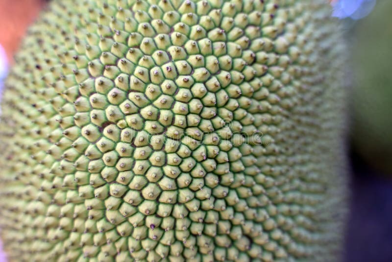 Close-up of the Young Jackfruit Fruit on the Jackfruit Tree in the ...