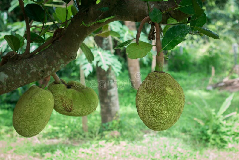 Close Up of Young Jackfruit on Plant Stock Image - Image of life ...