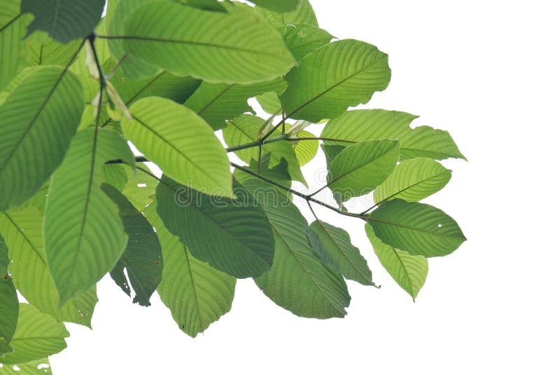 Close-up Young Kratom Leaves with Branches on White Isolated Background ...