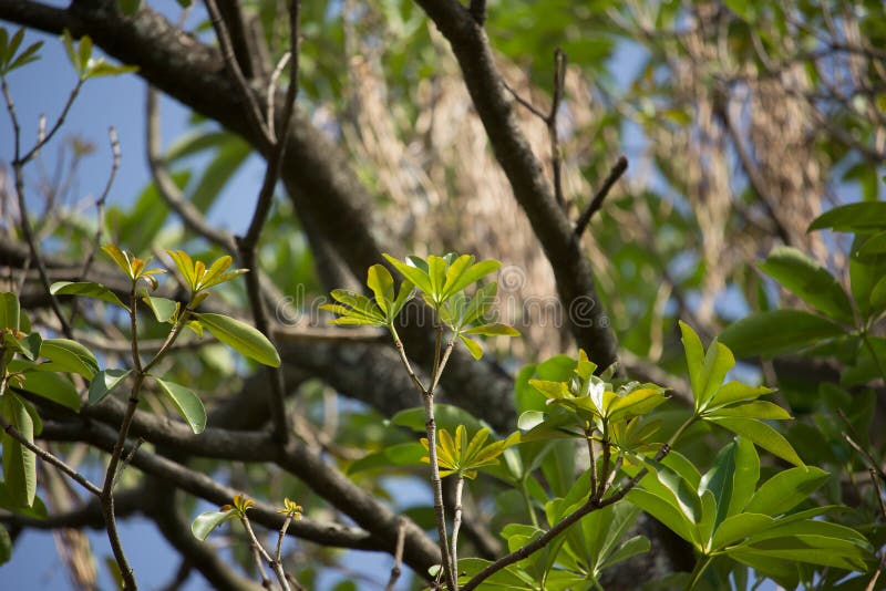 Close Up Young Leaf of Blackboard Tree Stock Image - Image of devil ...