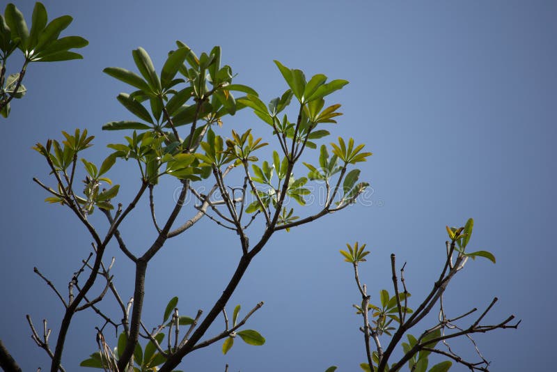 Close Up Young Leaf of Blackboard Tree Stock Photo - Image of flowers ...