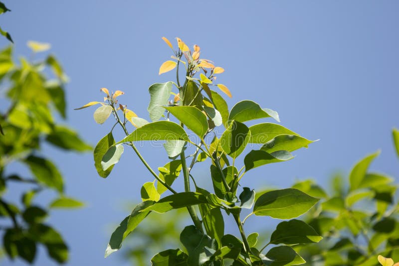 Young Leaf of Indian Cork Tree Stock Image - Image of natural, beauty ...
