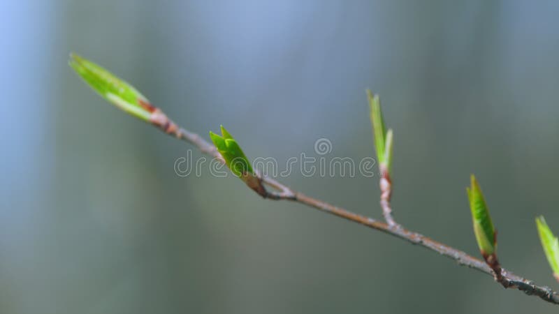 Young Leaves Sprouting on a Thin Branch. Spring Sunny Day. Blurred ...