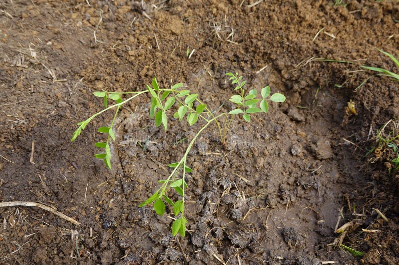 Close-up Young Licorice Plant on the Ground Freshly Watered Stock Image ...
