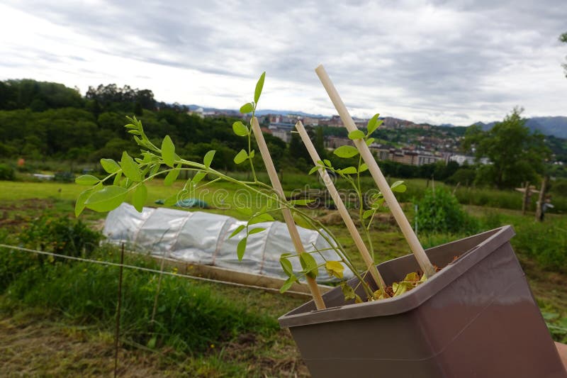 Close-up of Young Licorice Plant in Pot Ready for Planting Stock Image ...