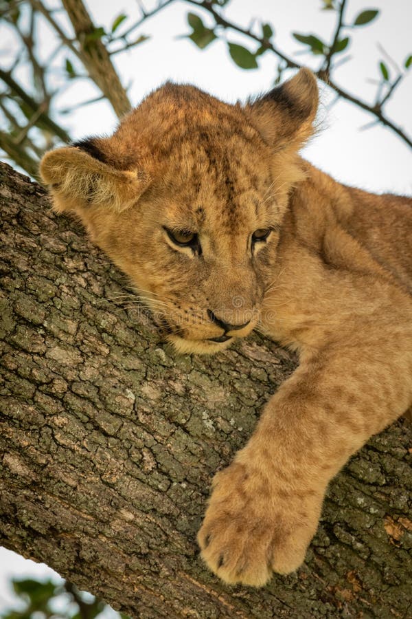 Close-up of Young Lion Cub in Tree Stock Image - Image of grassland ...