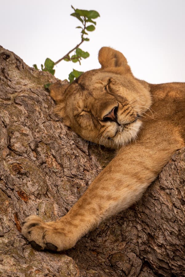 Lion sleeping on tree stock image. Image of wilderness - 21700299