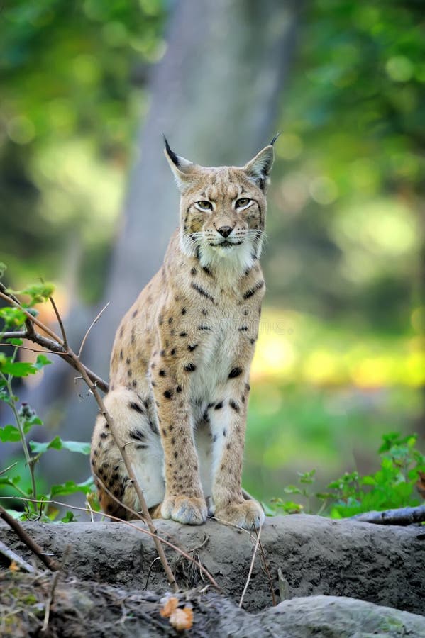 Young Lynx in spring time stock image. Image of looking - 98766271