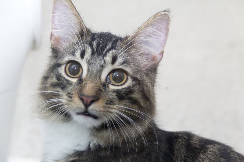 Young Maine Coon Face stock image. Image of eyes, hairy - 107462461