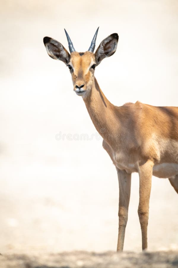 Close-up of Young Male Common Impala Standing Stock Image - Image of ...