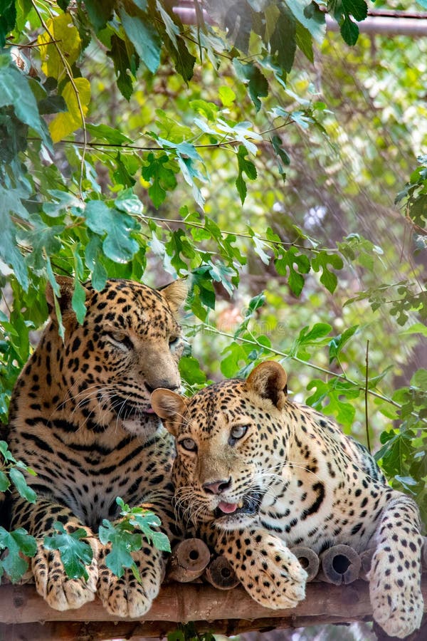 Close Up of Young Male Female Leopard Stock Image - Image of branch ...