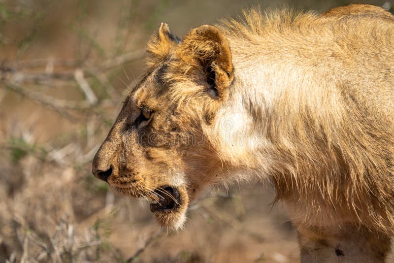 Close-up of Young Male Lion Leaning Forward Stock Image - Image of ...