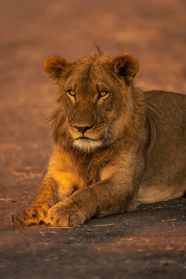 Close-up of Young Male Lion on Sand Stock Photo - Image of vertical ...