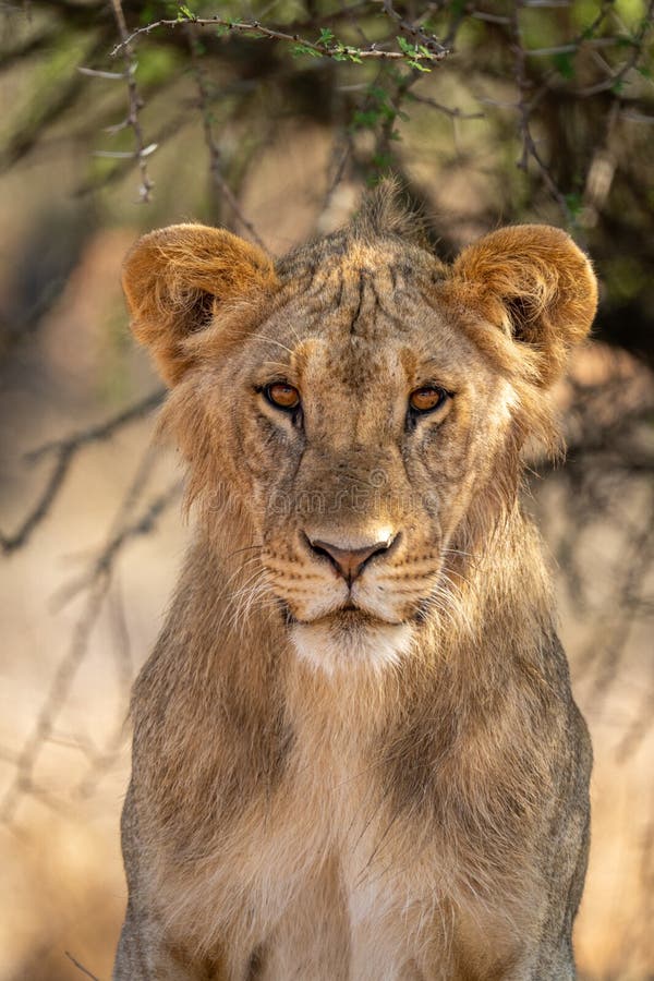 Close-up of Young Male Lion Sitting Staring Stock Photo - Image of ...