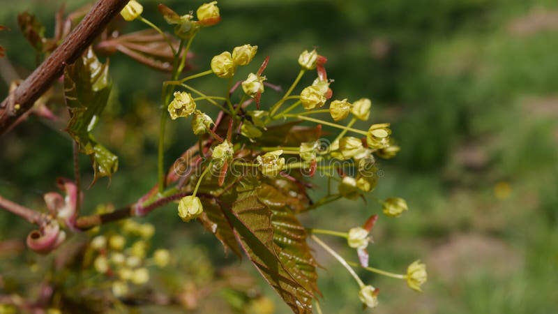 Close-up of a Young Maple Tree in April Stock Photo - Image of spring ...